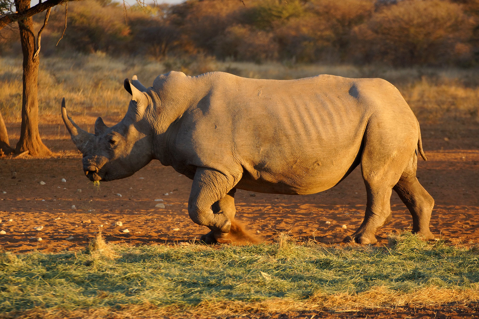 Africa Big Five Safari Holidays